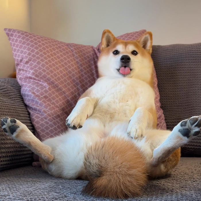 Floofy Shiba starts OnlyPaws - 9GAG