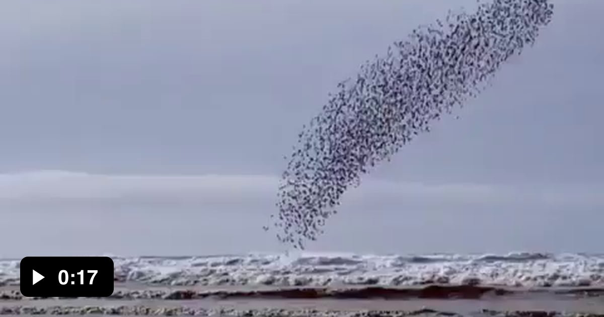 Incredible footage of a giant murmuration of dunlin birds descending ...