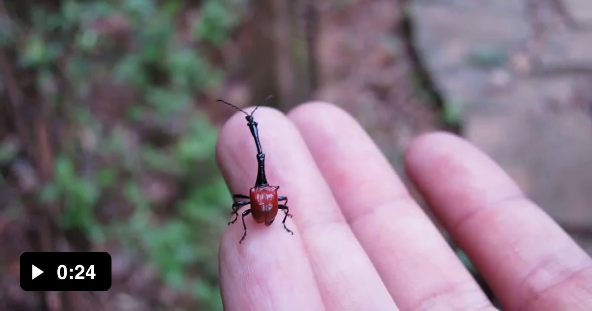 The giraffe weevil (Trachelophorus giraffa), native to Madagascar, uses ...