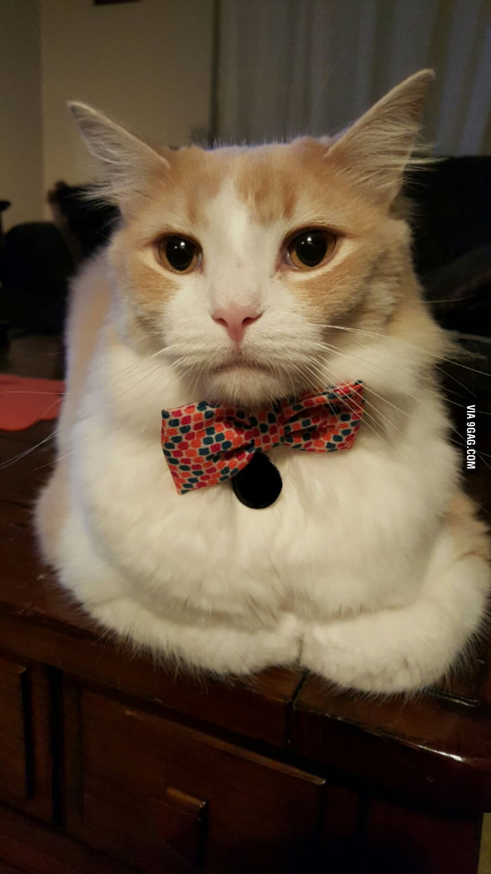 Made my cat a sir, Mr.Mow. - 9GAG