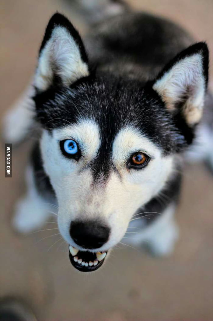 Must be an uchiha dog! Rinnegan and Sharingan - 9GAG