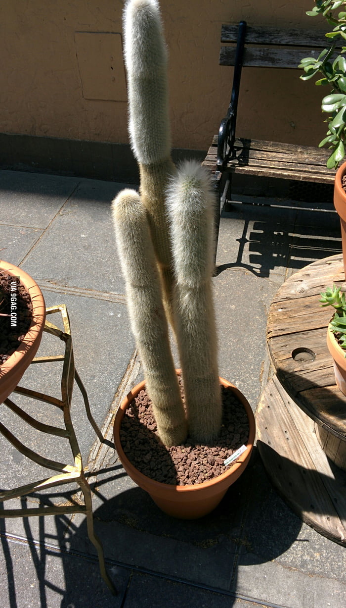 Everything is a cactus if you're brave enough - 9GAG