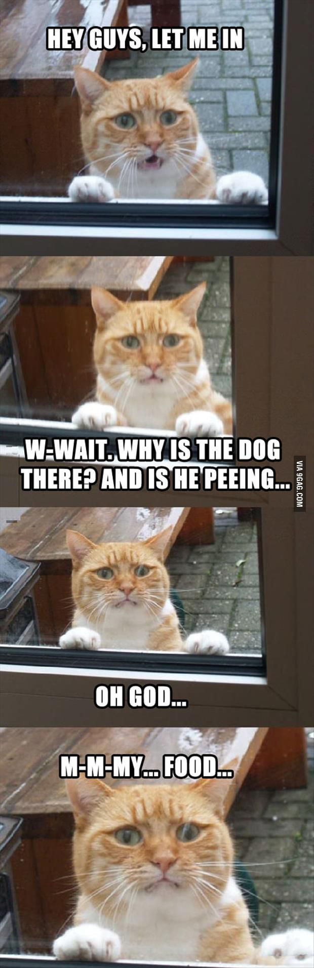 Drama Cat - 9GAG