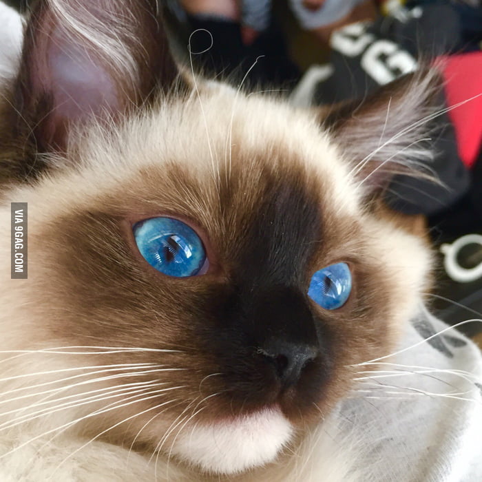 Ragdoll kitten. Her eyes! - 9GAG