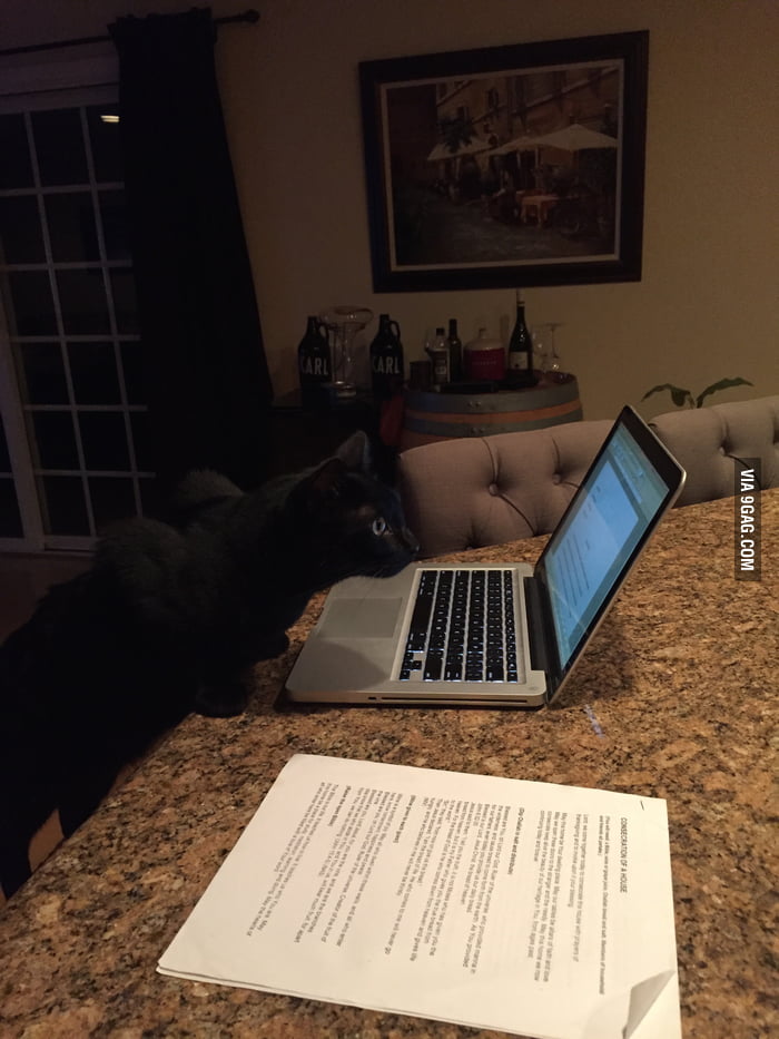 I left to use the restroom and came back to see my cat revising my ...