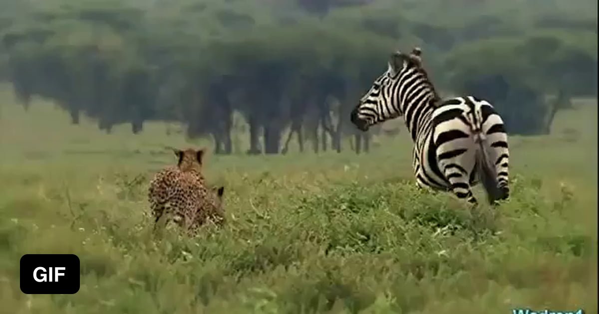Ridiculously angry zebra - 9GAG