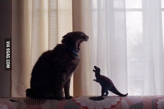 When a cat tries to scare a dinosaur away. - 9GAG