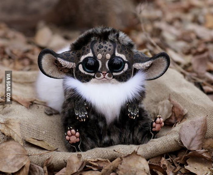 Inari Fox - 9GAG