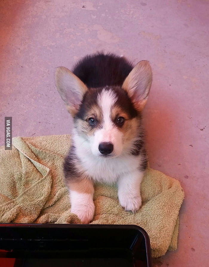 My beautiful puppy - 9GAG