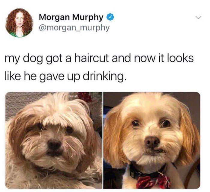 Good for you,Pupper! - 9GAG