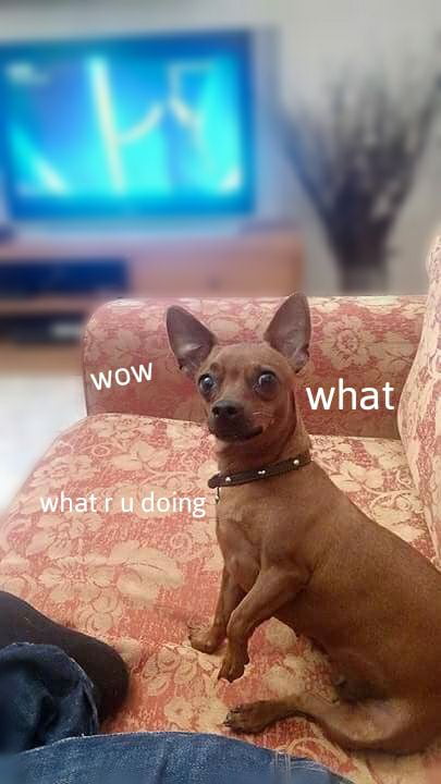 My doggo is so weird - 9GAG