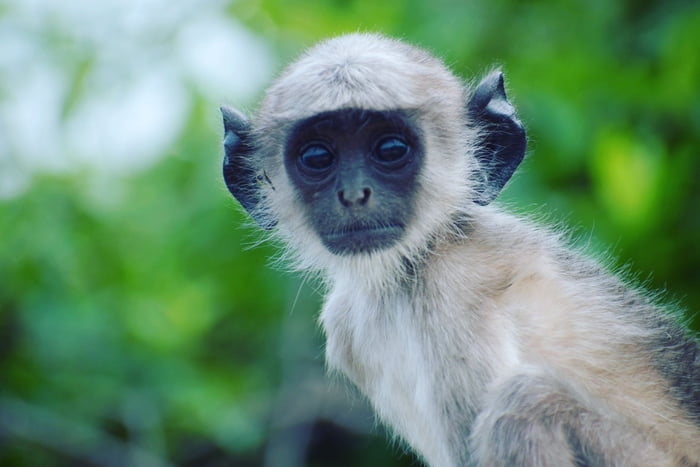 You've been visited by the good luck baby monkey... Upvote, for 15 ...