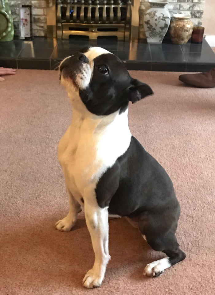 Small doggo doing her best sitting! - 9GAG
