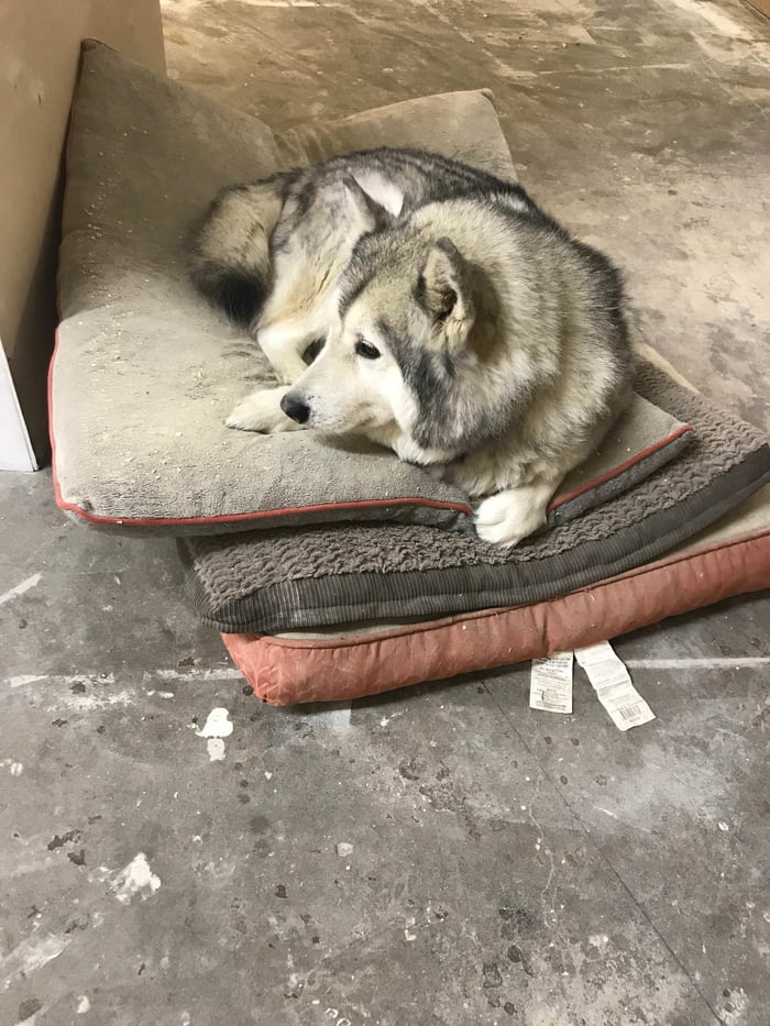 Floofy boy requires extreme comfort - 9GAG