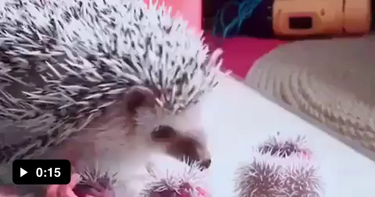 Mama spiky and mini spiky - 9GAG