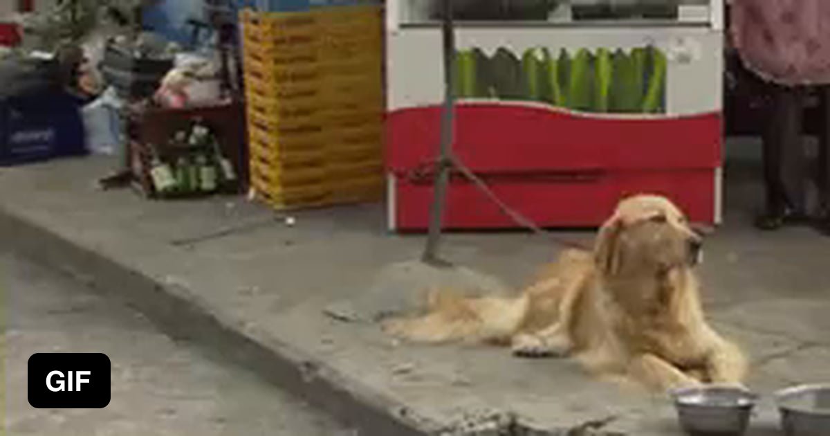 Sp00ky ghost startles doggo - 9GAG