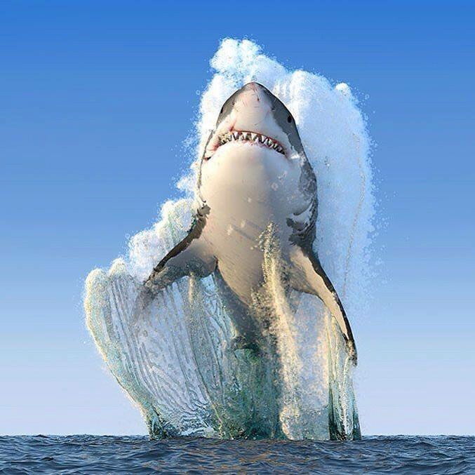 Super Shark. Incredible photo. - 9GAG