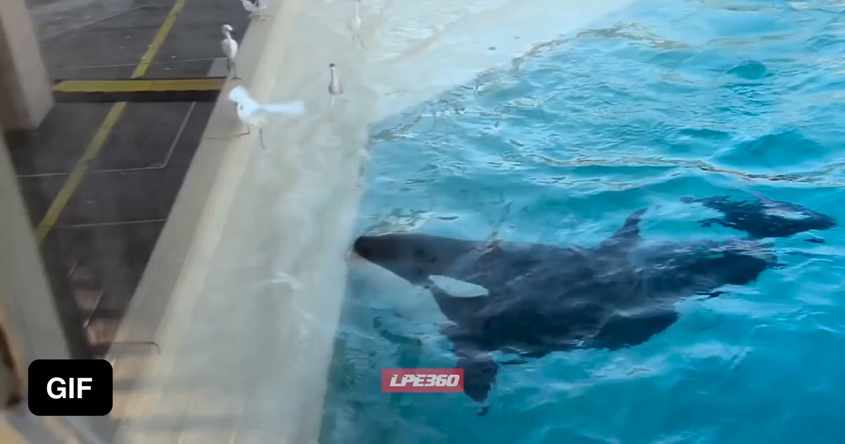 Orca sets a trap - 9GAG