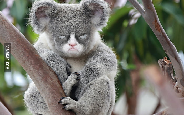 Grumpy Koala - 9GAG