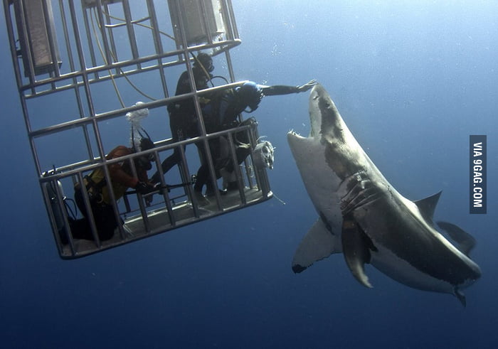 TOUCH DA FISHY - 9GAG