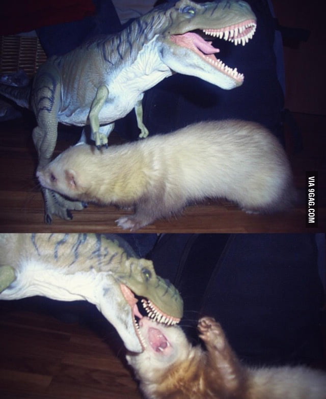 Ferret vs T-Rex - 9GAG