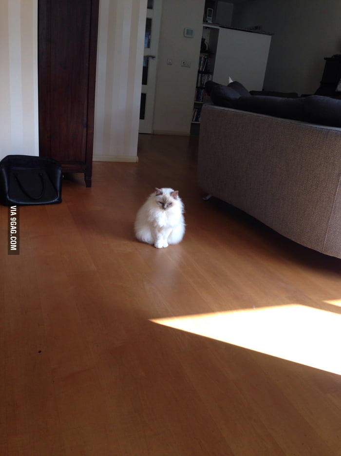 So. FLUFFY. - 9GAG