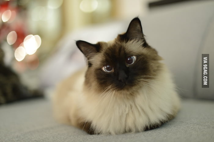 The guy who came to take photos of my newborn son practiced on my cats ...
