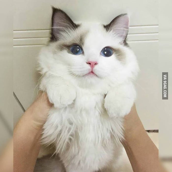 Dat eyes - 9GAG