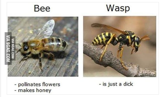 I hate Wasp!!!!! - 9GAG