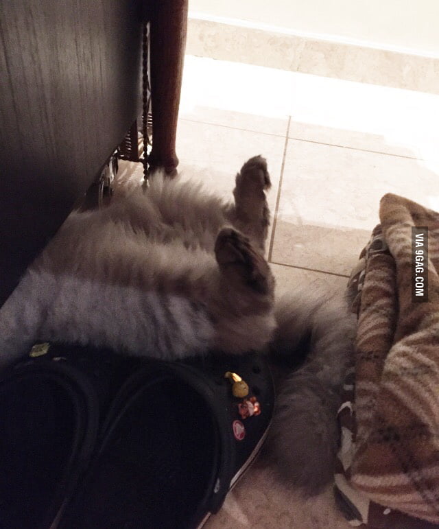 I think my cat used to be a Mechanic - 9GAG
