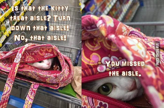 My mom had to go to the store after taking one of our cat's to the vet ...