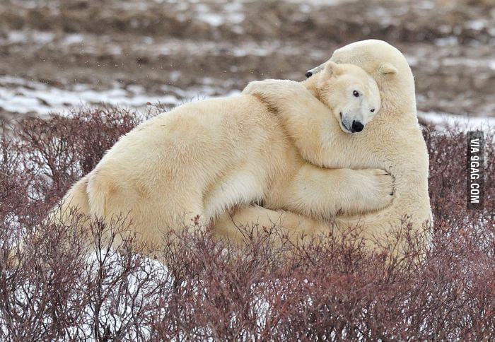 Polar bro hug - 9GAG