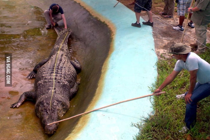 This is Lolong. Caught in the Philippines, she died in (2013) as the ...