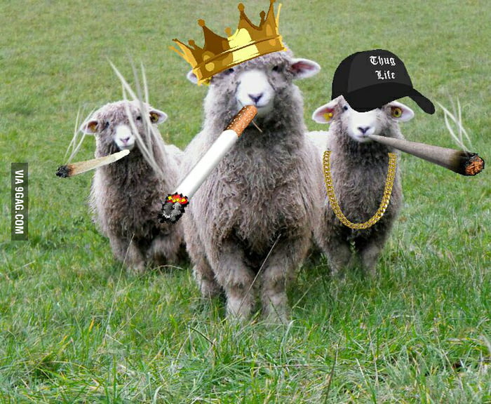 In case you wondered what badly photoshopped thug life sheep looked ...
