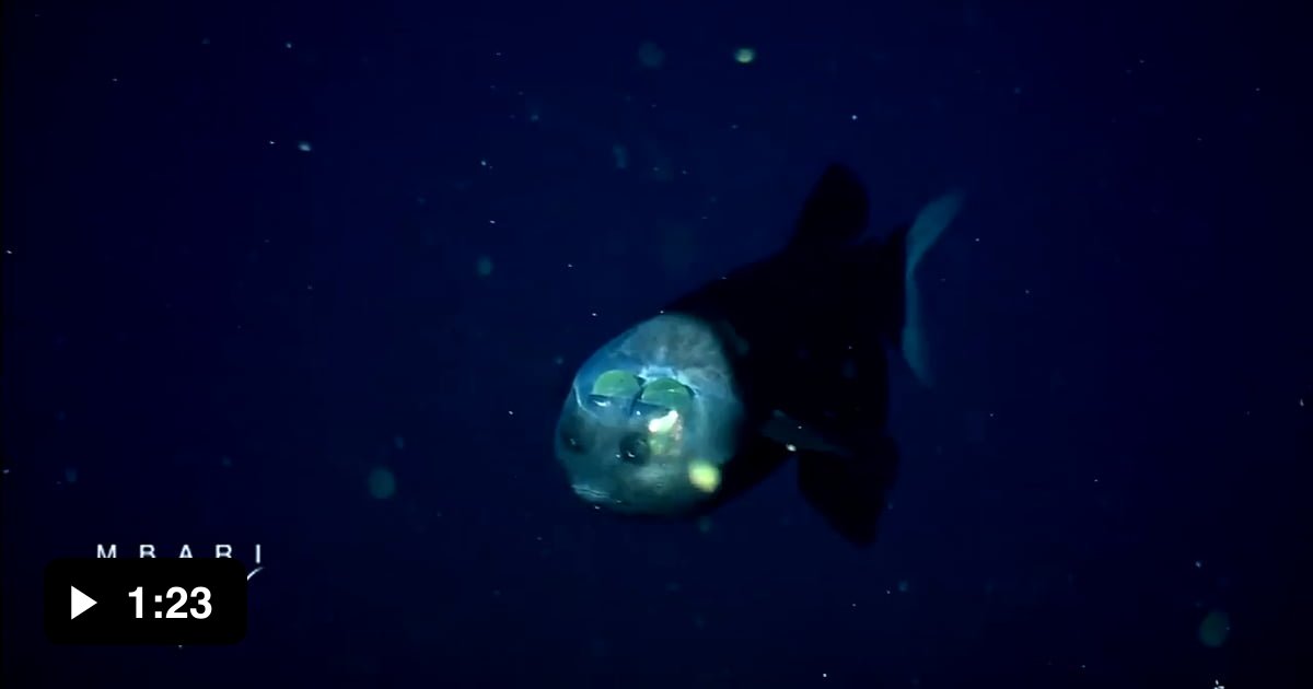 Barrel fish are deep sea fish with eyes that evolved to the top of ...