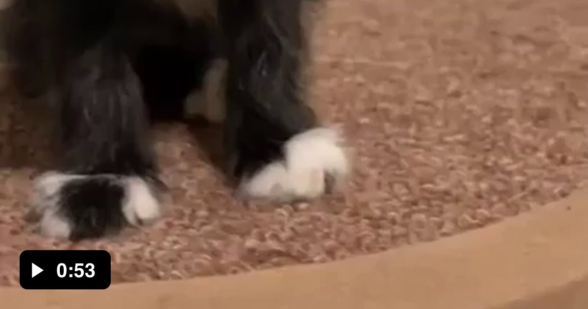 Smol cat is very chatty - 9GAG