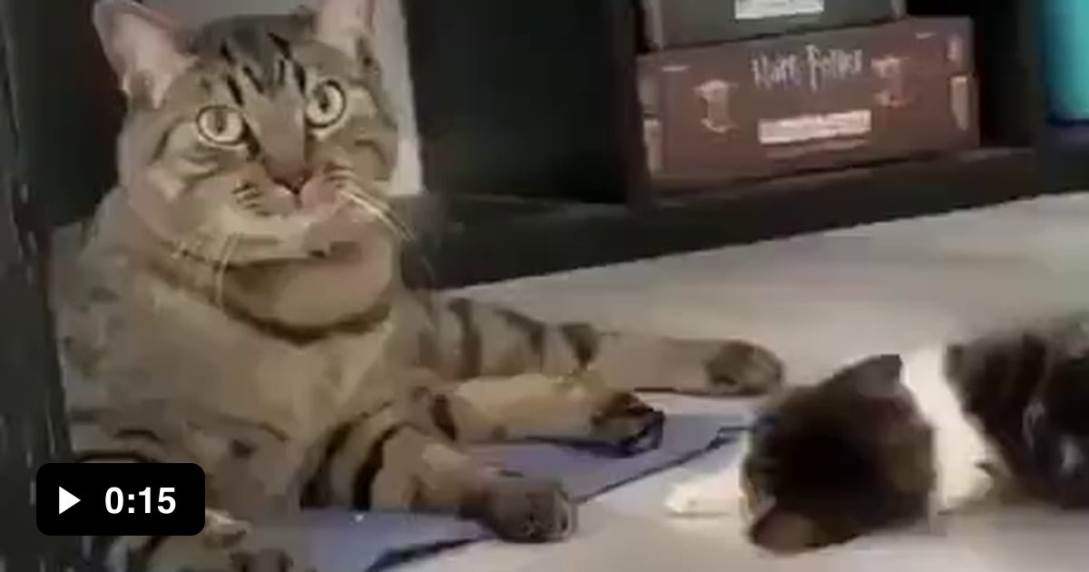 Smol floof annoyed big floof - 9GAG