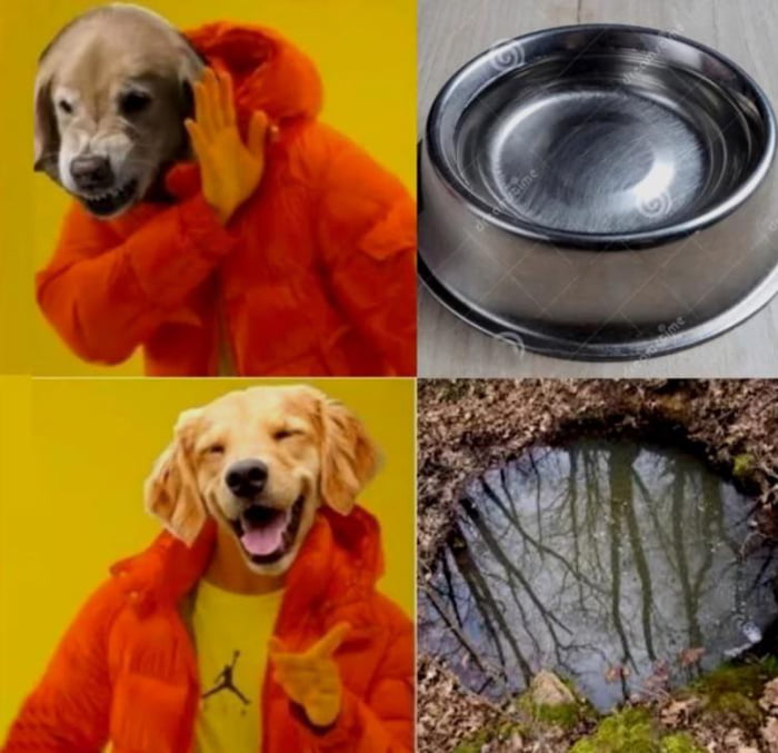 Ah yes, puddle - 9GAG