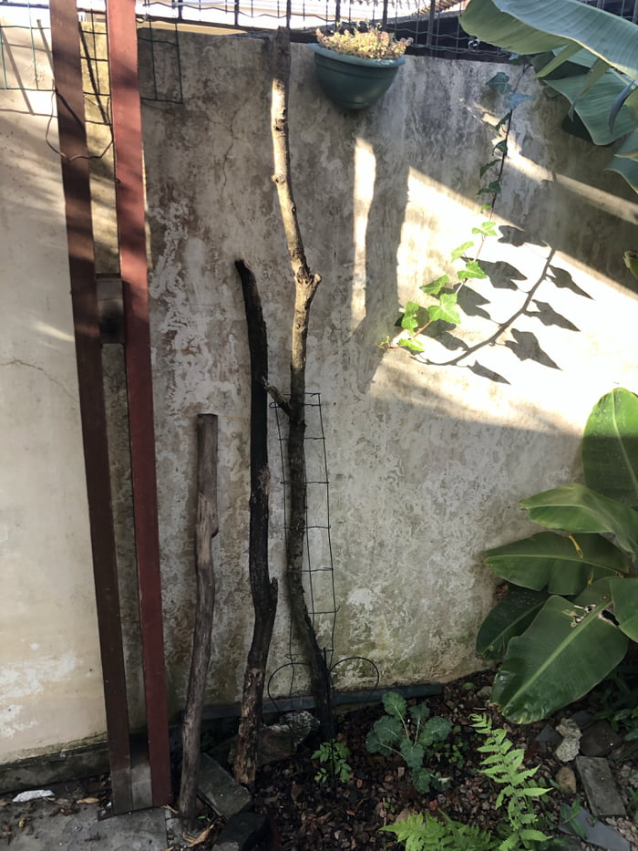 My sticks. One now is support for the tomato - 9GAG