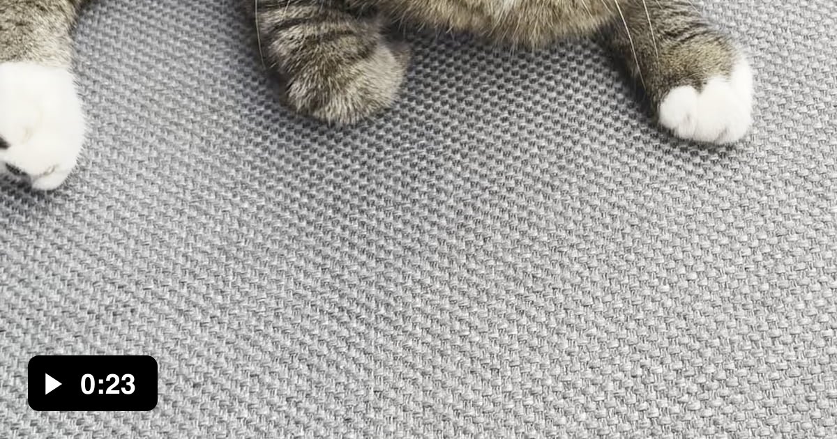 Pet me now - 9GAG
