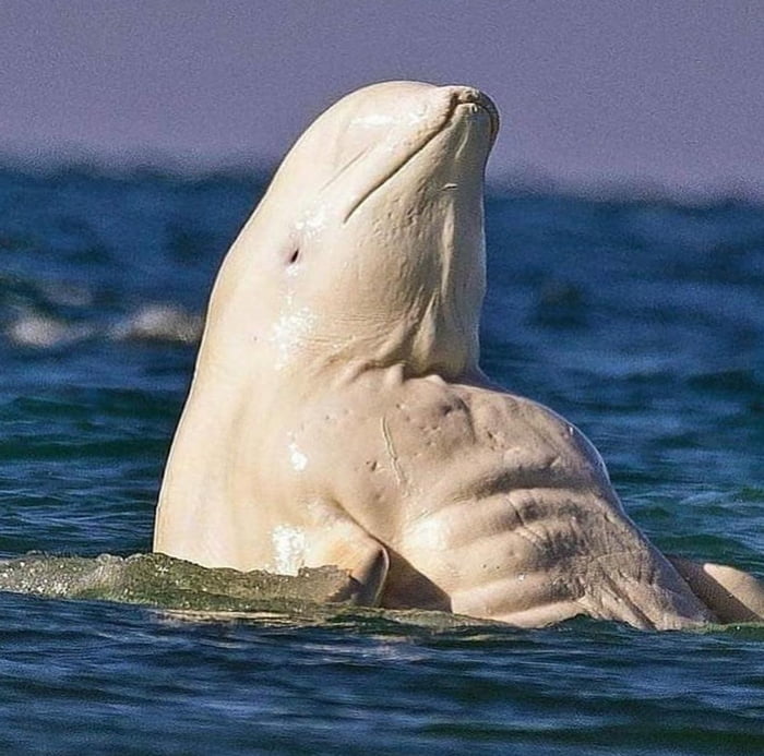 The abs on this absolute unit of a beluga - 9GAG