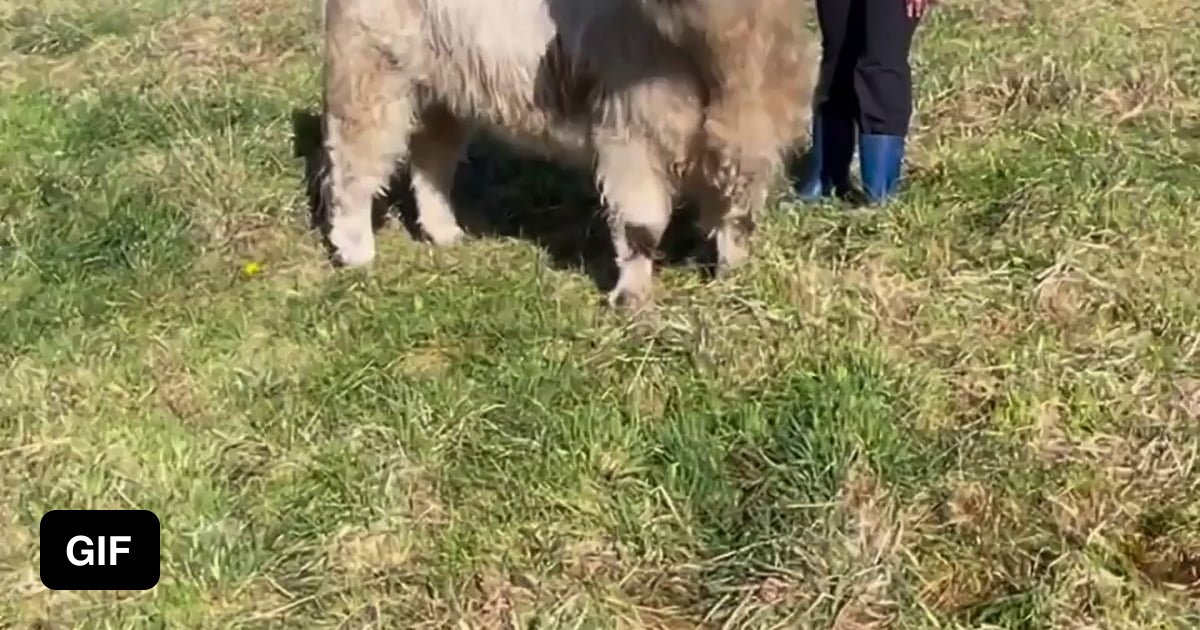 Cows like to be brushed - 9GAG