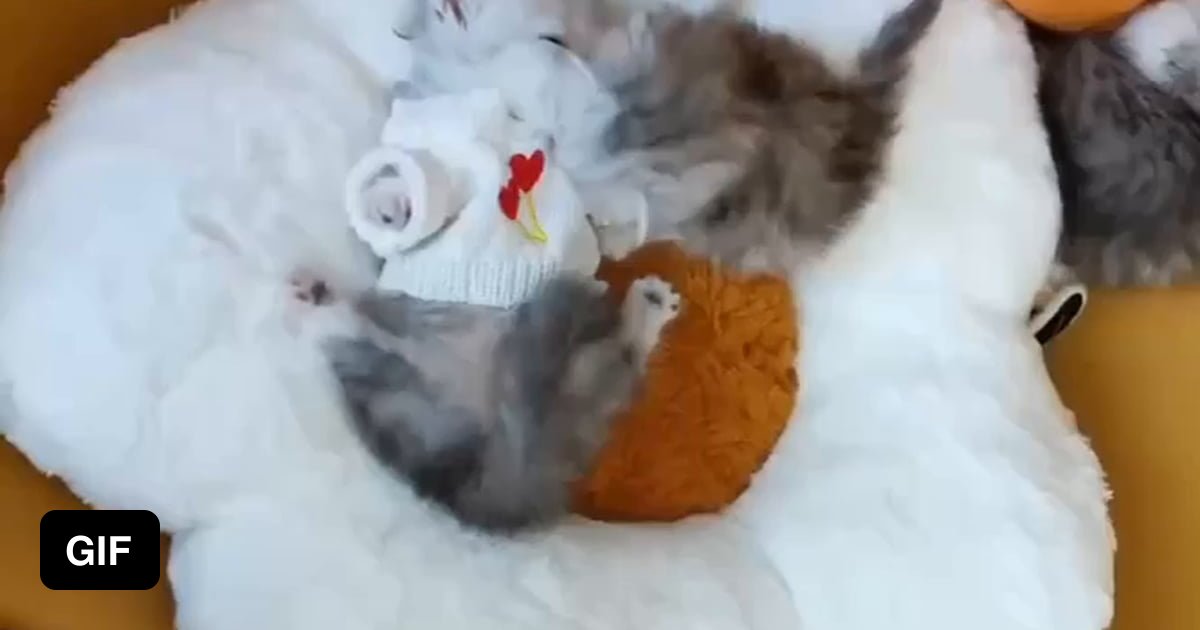This Is The Cutest Video Everёяшн 9gag