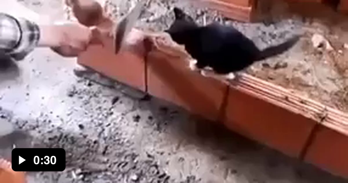 Kitty working as a construction foreman - 9GAG