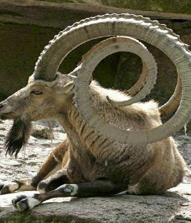 This old goat looks very wise - 9GAG