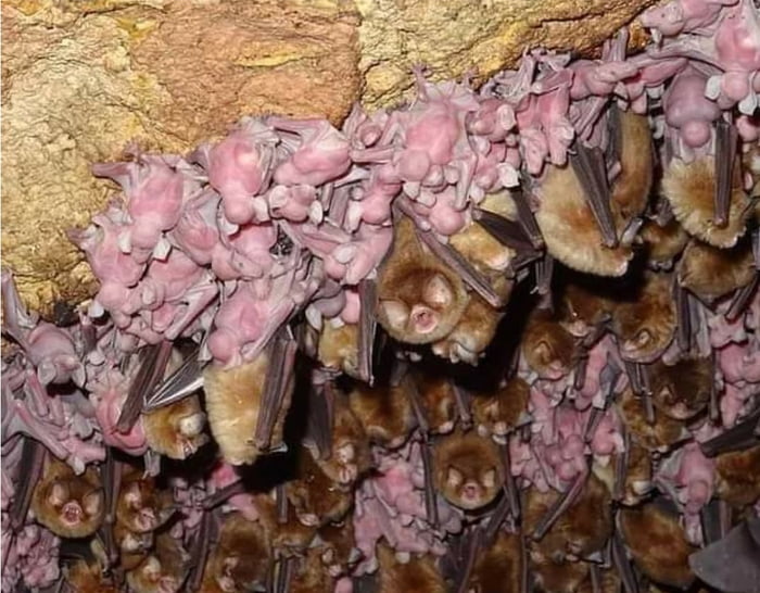 Bat nursery - 9GAG