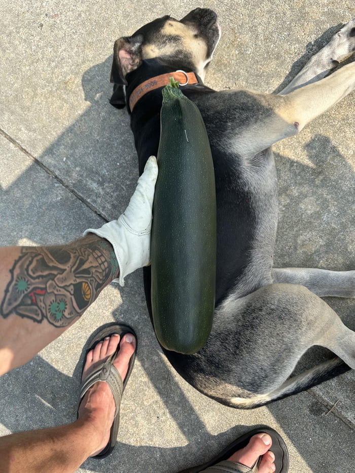 19 inches long, 5 lb absolute unit - 9GAG