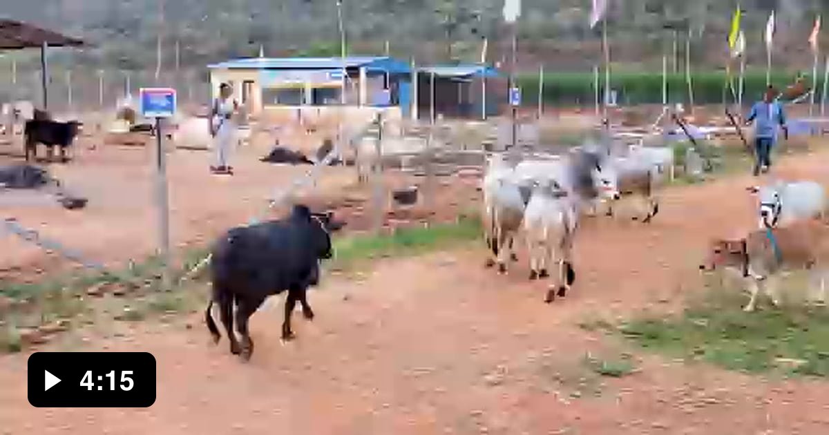 Miniature cows... Cute little once - 9GAG