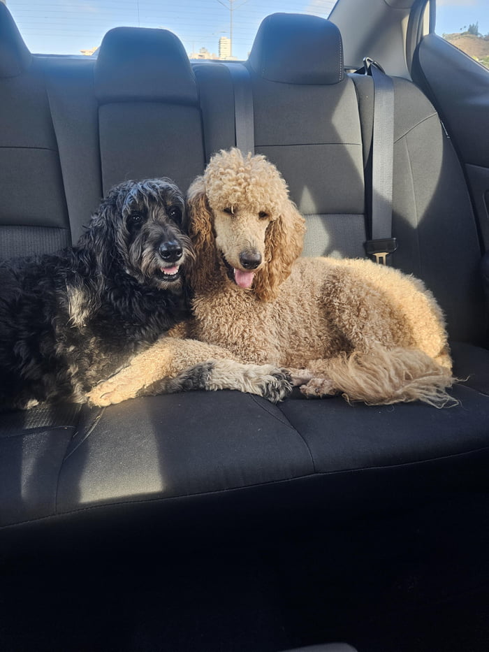Best Friends 9gag