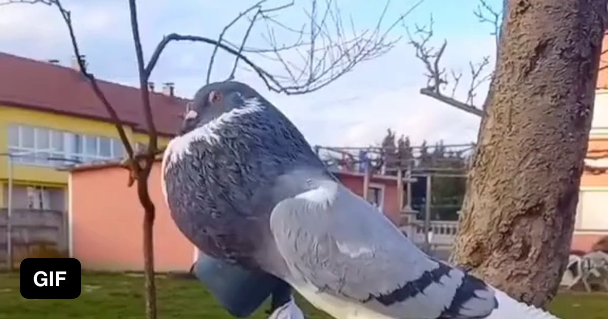 When you add an extra scoop of pigeon on a pigeon - 9GAG